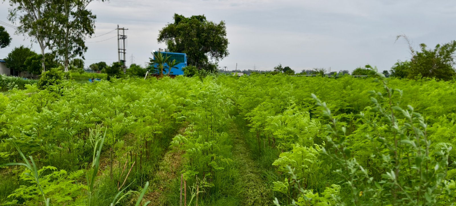 From Soil to Soul: How Husband Wife Farm Is Redefining Herbal Purity in ...